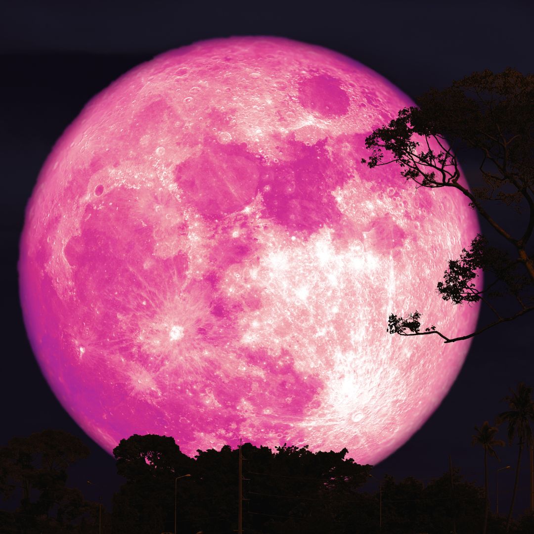 Strawberry Moon Sticker – Sequoia Proudly Indigenous